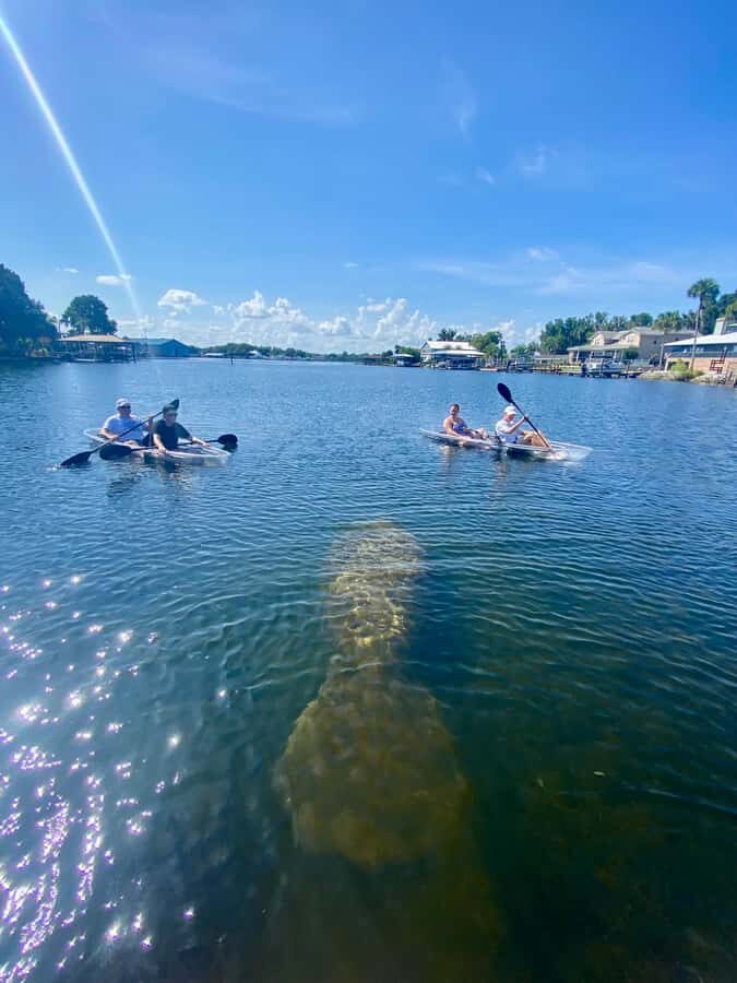 Crystal River: Clear Kayak Manatee & Springs Tour - Who Should Consider This Tour?
