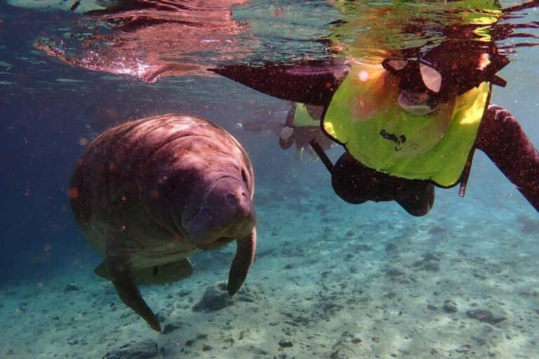 Crystal River: Manatee Swim Small Group, VIP or Private Tour - Who Would Enjoy This Tour?