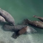 Crystal River: Naturalist Guide Eco Wildlife Manatee Tour - Who Should Book This Tour?