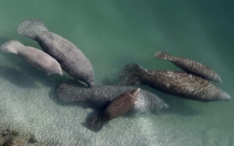 Crystal River: Naturalist Guide Eco Wildlife Manatee Tour - Who Should Book This Tour?