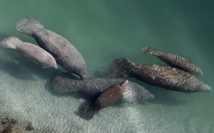 Crystal River: Naturalist Guide Eco Wildlife Manatee Tour - Who Should Book This Tour?