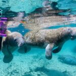 Crystal River - Private Manatee Snorkel Tour - Authentic Insights from Past Participants