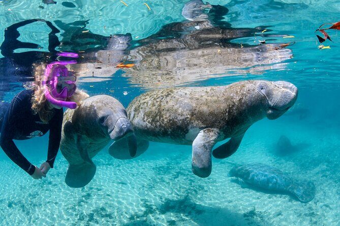 Crystal River - Private Manatee Snorkel Tour - Authentic Insights from Past Participants
