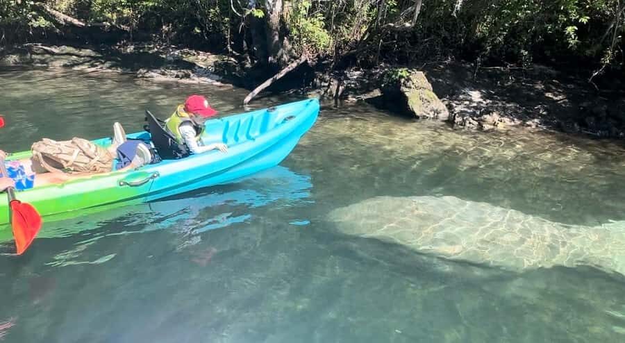 Crystal River: Sunset Kayak with Manatee Viewing Experience - What to Consider Before Booking