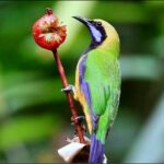 CUC Phuong National Park One Day Small Group - Lunch Break with Local Flavors