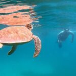 Culebra Snorkel and Turtle Adventure with Transport - In-Depth Look at the Itinerary and Highlights