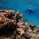 Culebra Snorkeling and beach Day Experience by boat - What Makes This Tour Stand Out