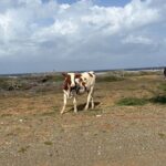 Curacao Private Jeep Off-Road Tour to Swimming with Sea Turtles - Swimming with Sea Turtles: A Magical Encounter