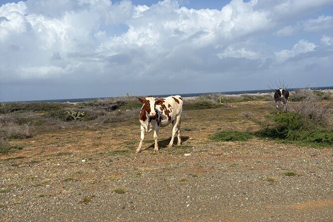 Curacao Private Jeep Off-Road Tour to Swimming with Sea Turtles - Swimming with Sea Turtles: A Magical Encounter