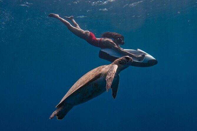 Curaçao Seabob in Playa Piskado Adventure with Sea Turtles - The Highlights: Marine Life and Underwater Features