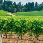 Curated Wine Country Experiences Full Day Tour - Authentic Experiences and Real-World Feedback