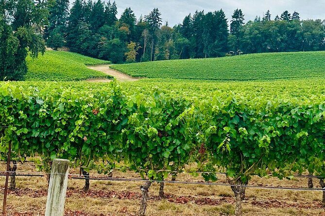 Curated Wine Country Experiences Full Day Tour - Authentic Experiences and Real-World Feedback