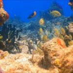 Customize Snorkeling with Option shopping Lunch & Stop local food - Authenticity and Value