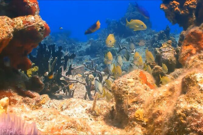 Customize Snorkeling with Option shopping Lunch & Stop local food - Authenticity and Value