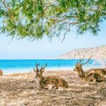 Customized 12 Days Indonesia Family Tour from Jakarta - Who Will Love This Tour?