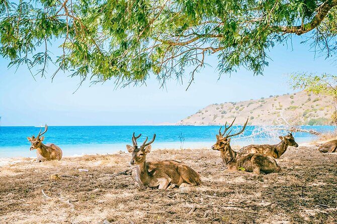 Customized 12 Days Indonesia Family Tour from Jakarta - Who Will Love This Tour?