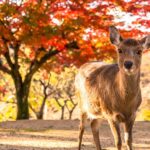 Cute Deer Tour: A One-Day Highlights Tour of Kyoto and Nara - Practicalities and Value