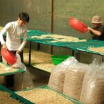Da Lat: Coffee Roasting Workshop - Roast & Brew Your Own - Who Will Love This?