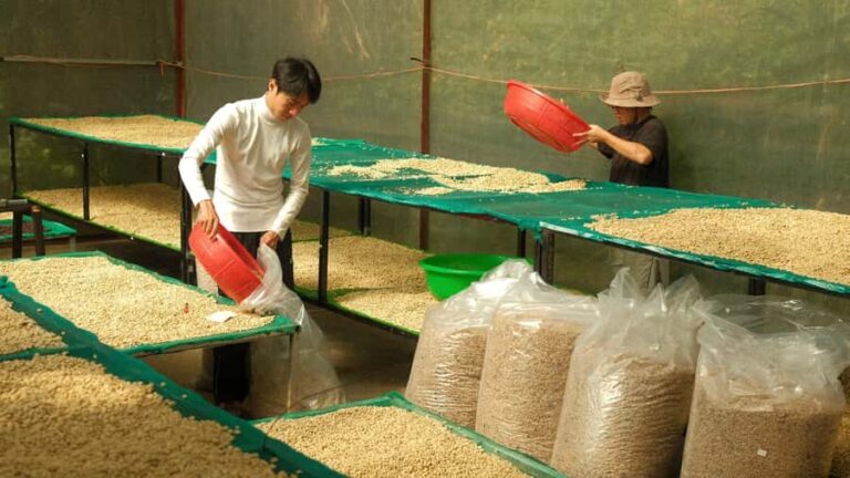 Da Lat: Coffee Roasting Workshop - Roast & Brew Your Own - Who Will Love This?
