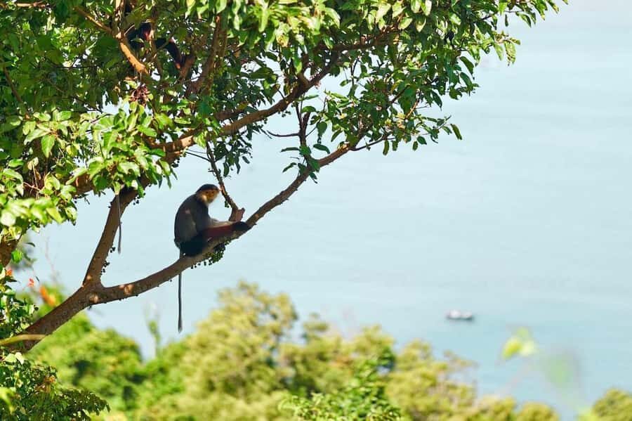 Da Nang: Golden Bridge, Lady Buddha,Marble Mt & Am Phu Cave - The Golden Bridge: A Modern Marvel