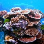 Da Nang/Hoi An:Explore Cham Island and Snorkeling tour 1 Day - Transport, Group Size, and Value