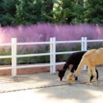 Daegu: E-World Theme Park & 83 Tower Observatory Ticket - Who Would Love This Experience?