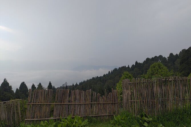 Darjeeling Forests on Foot - Final Thoughts