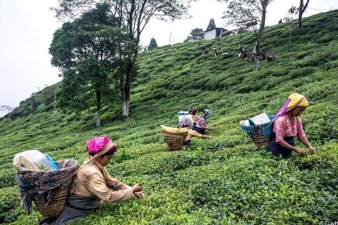 Darjeeling Hills Escape for 3 Nights and 4 Days Private Tour - Practical Considerations