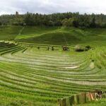 Day in Lovina - Final Thoughts: Who Will Love This Tour?