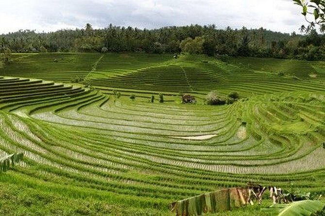 Day in Lovina - Final Thoughts: Who Will Love This Tour?