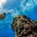 Day Pass To Cozumel Snorkeling By Boat - What Travelers Say About This Tour