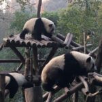 Day Tour: Chengdu Panda Breeding Base and Leshan Giant Buddha - What the tour includes and what it doesn’t