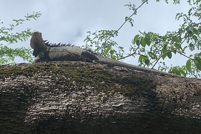 Day Trip by Boat from Le Robert - What’s Included and What’s Not