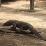 Day Trip Explore Komodo National Park by Private Speed Boat - What Makes This Tour Stand Out