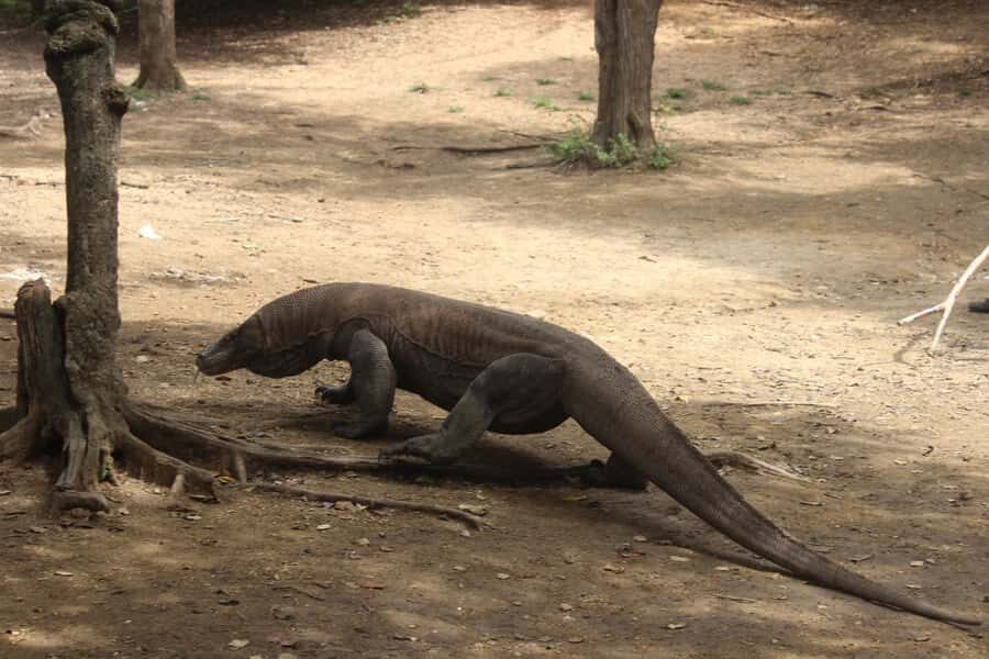 Day Trip Explore Komodo National Park by Private Speed Boat - What Makes This Tour Stand Out