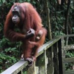 Day Trip Sepilok Orang Utan & Proboscis Monkey (Flight Excluded) - Final Leg: Labuk Bay Proboscis Monkey Sanctuary