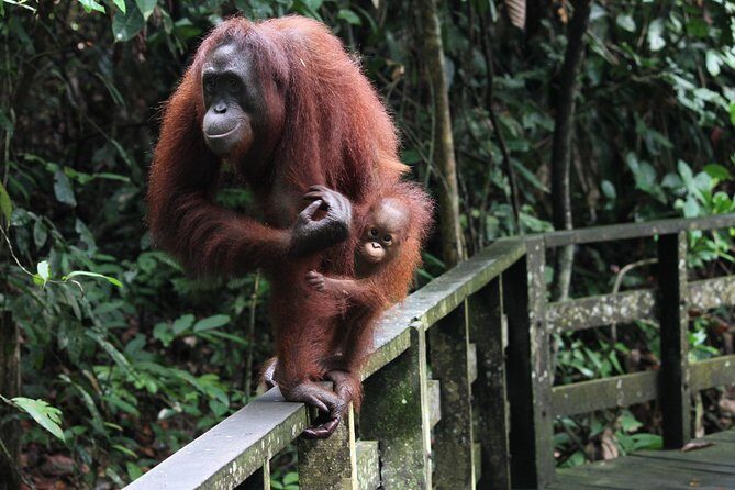 Day Trip Sepilok Orang Utan & Proboscis Monkey (Flight Excluded) - Final Leg: Labuk Bay Proboscis Monkey Sanctuary