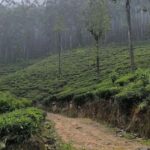 Dayagama: Pekoe Trail Stage 9 & 10 Guided Hike - Entering Horton Plains: The Ecological Jewel