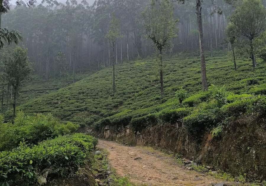 Dayagama: Pekoe Trail Stage 9 & 10 Guided Hike - Entering Horton Plains: The Ecological Jewel