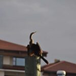 Daytona Beach: Halifax River Wildlife Boat Tour - Who Will Enjoy This Tour?