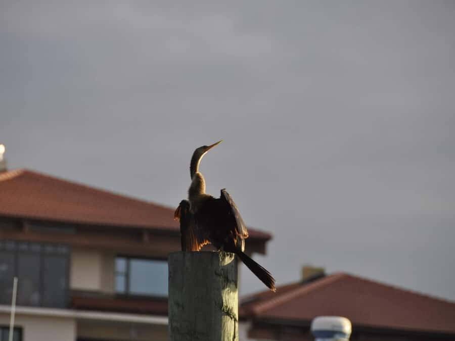 Daytona Beach: Halifax River Wildlife Boat Tour - Who Will Enjoy This Tour?
