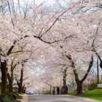 DC Kenwood Cherry Blossoms Small Group Max 12 Half-Day Tour - Exploring the Kenwood Cherry Blossoms
