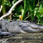 De Leon Springs: Scenic Boat Tour with Narration - Price and Value Analysis