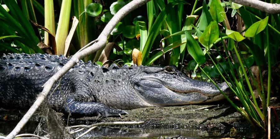De Leon Springs: Scenic Boat Tour with Narration - Price and Value Analysis