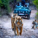 Delhi: 2-Day Ranthambore Safari Expedition with Car & Guide - Who Will Love This Tour?