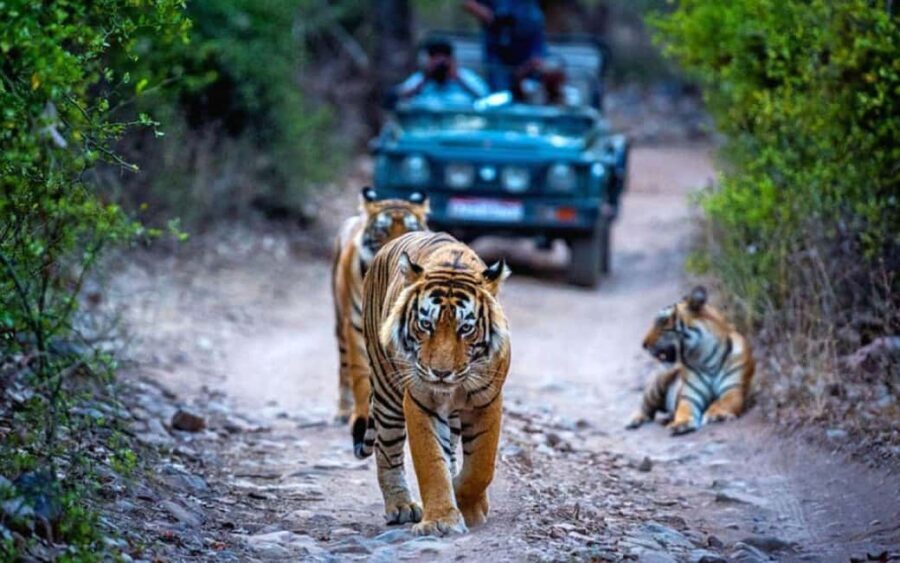 Delhi: 2-Day Ranthambore Safari Expedition with Car & Guide - Who Will Love This Tour?