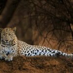 Delhi: Ranthambore National Park 3-Day Tour with Safari. - A Detailed Look at the Itinerary and Experience