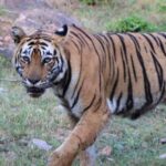 Delhi: Sariska Tiger Reserve Tour with 5-Star Lunch - Arriving in Sariska: First Impressions