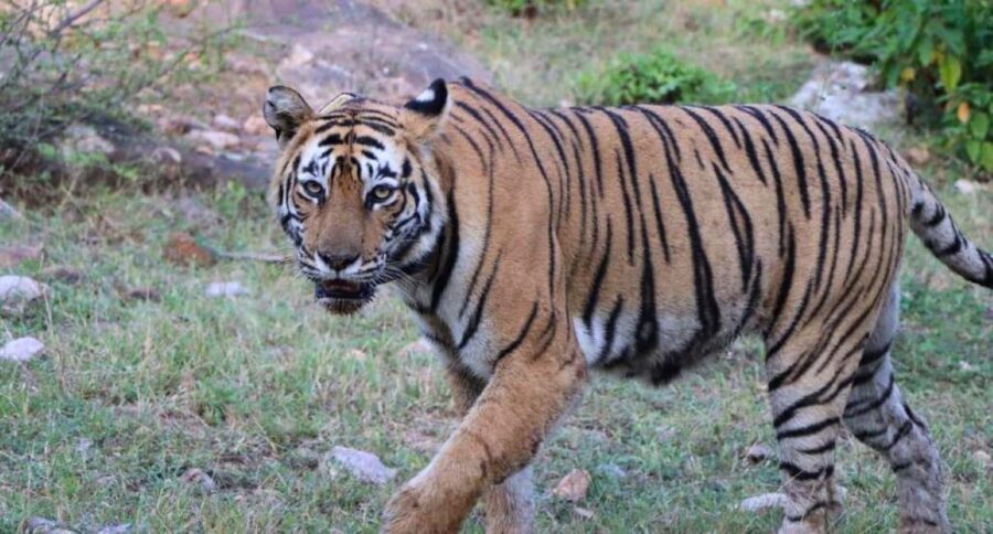 Delhi: Sariska Tiger Reserve Tour with 5-Star Lunch - Arriving in Sariska: First Impressions