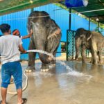 Delhi: Sunrise Taj Mahal & Elephant Rescue - All Inclusive - Detailed Breakdown of the Itinerary